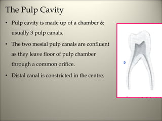 Morphology of tooth | PPT