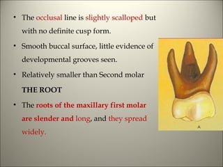 Primary Maxillary Second Molar