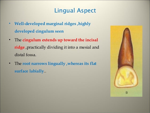 Morphology of tooth