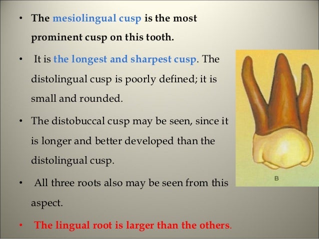 Morphology of tooth