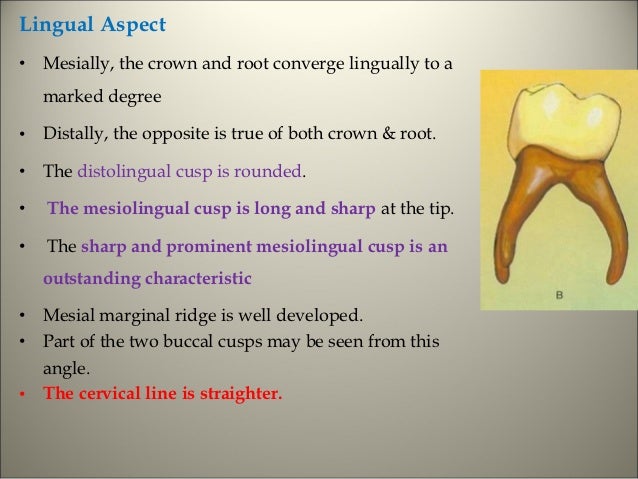 Morphology of tooth