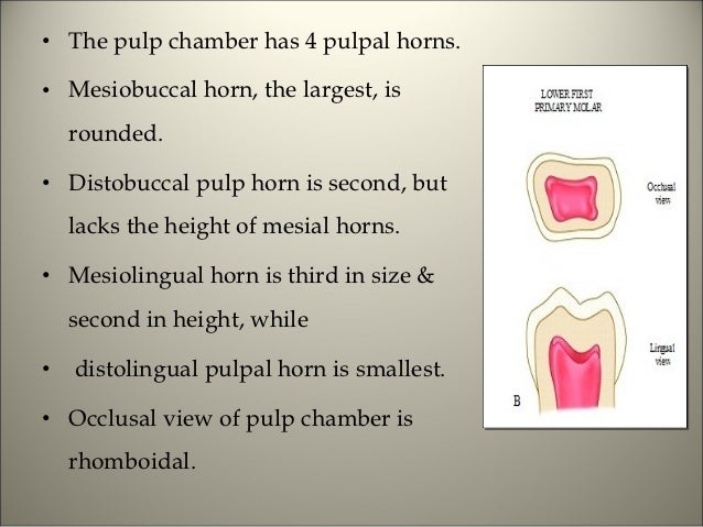 Morphology of tooth