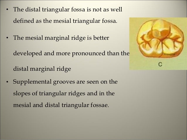 Triangular Fossa Teeth