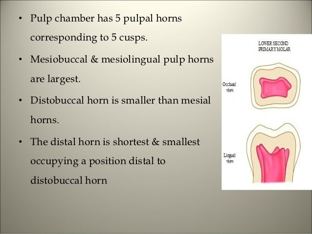 Morphology of tooth