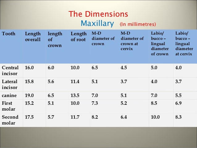 Morphology of tooth