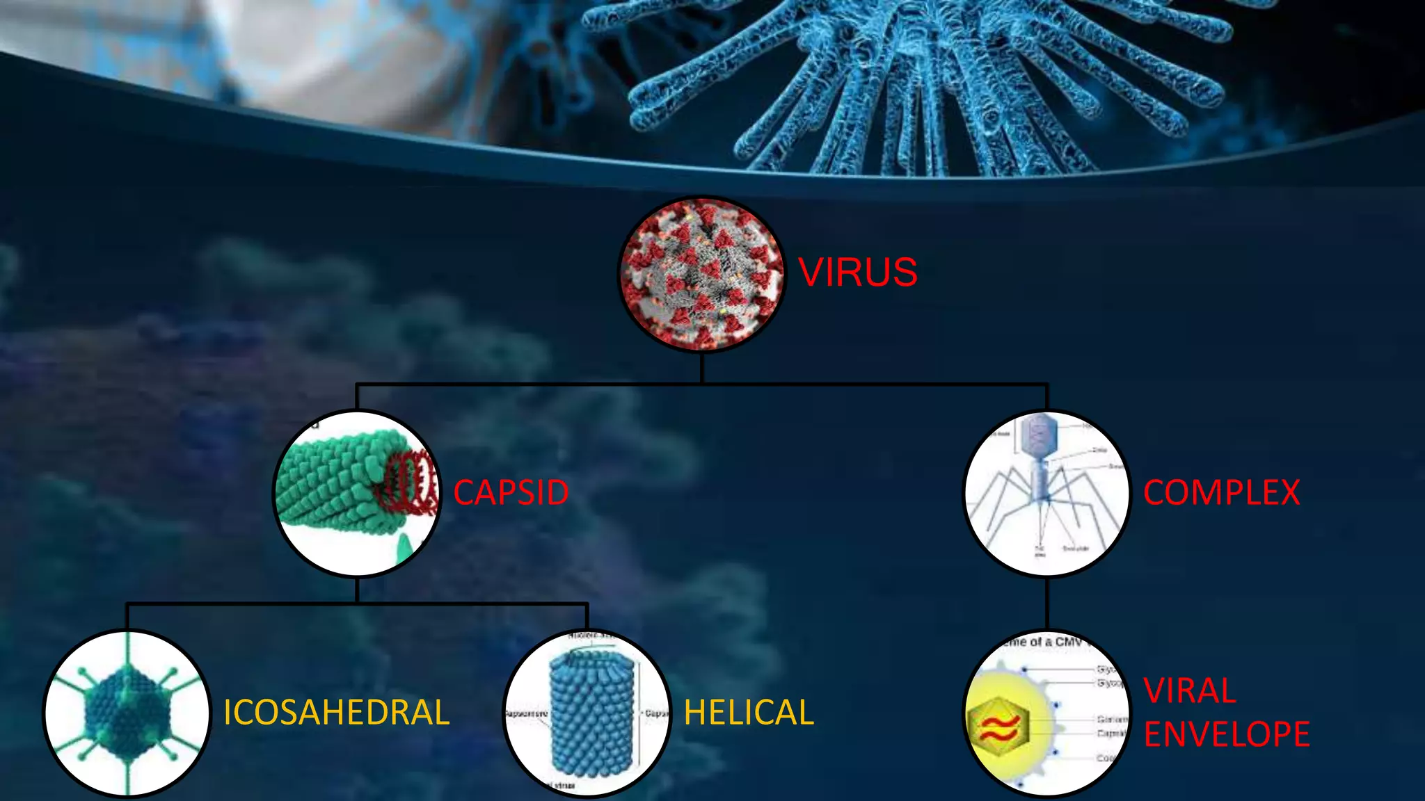 Morphology of virus | PPTX