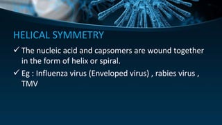 Morphology of virus | PPTX