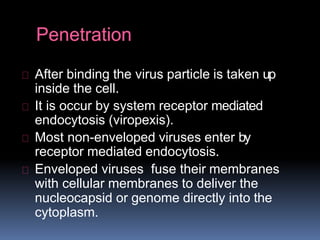 Morphology of virus | PPTX