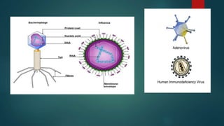 Morphology Of Viruses : Viruses, structure and characteristics | PPTX