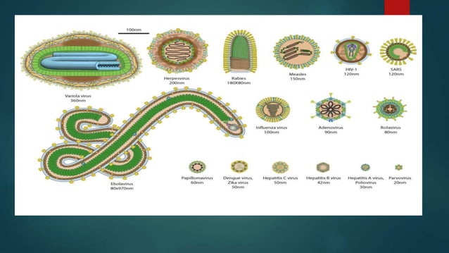 Morphology Of Viruses : Viruses, structure and characteristics | PPTX