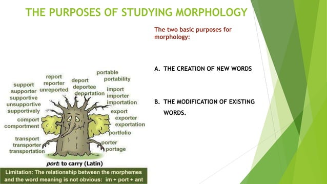 Morphology presentation | PPT