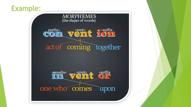 Morphology presentation | PPT