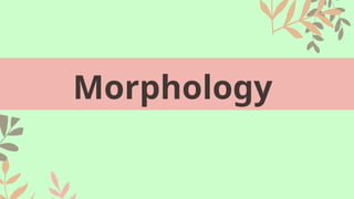 Morphology__report.pptx presentation for basic English grammar | PPTX