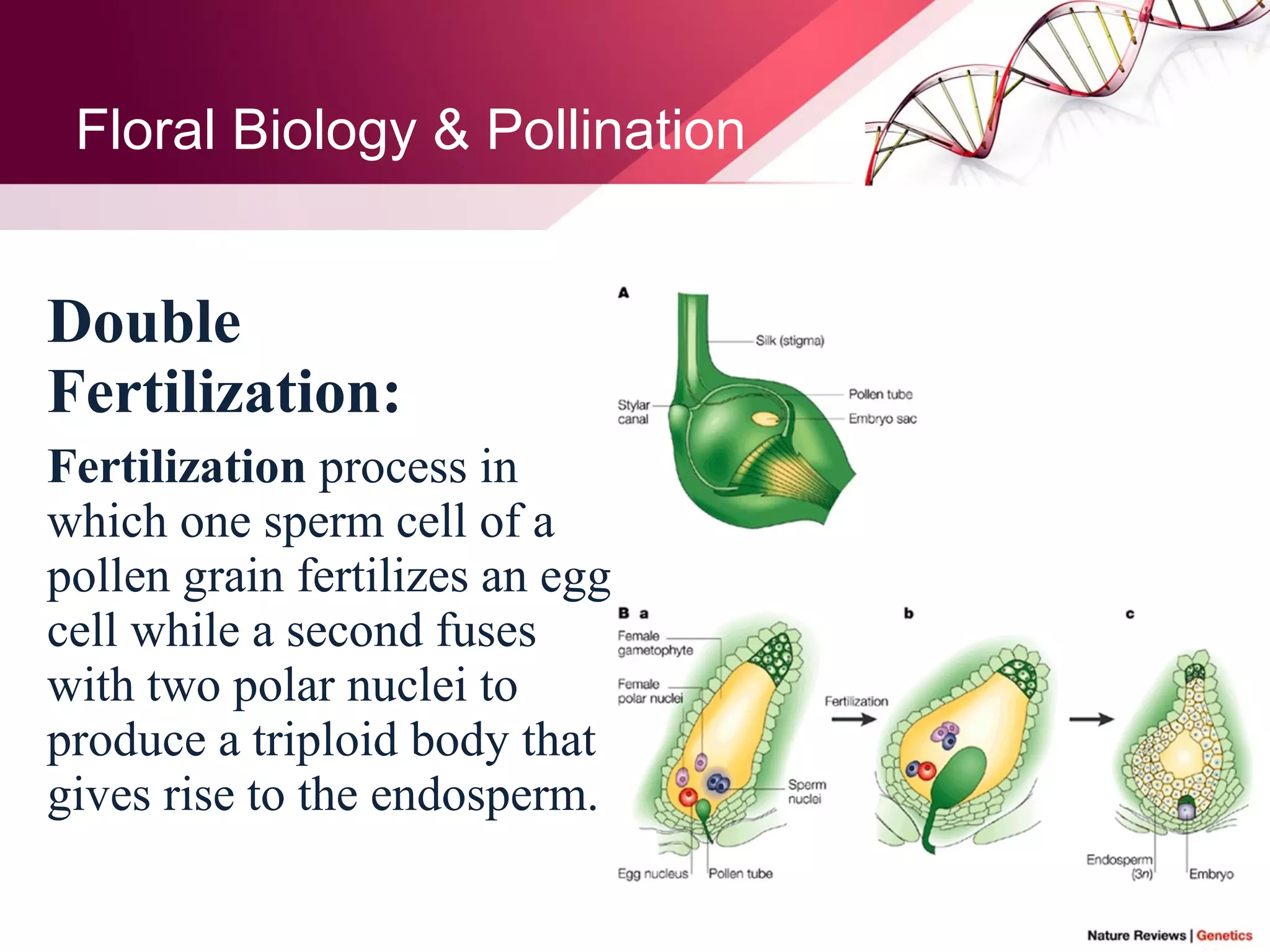 Morphology & Reproductive system of Plants | PPS