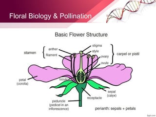 Morphology & Reproductive system of Plants | PPS