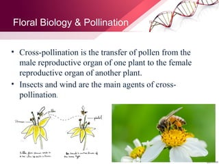 Morphology & Reproductive system of Plants | PPS
