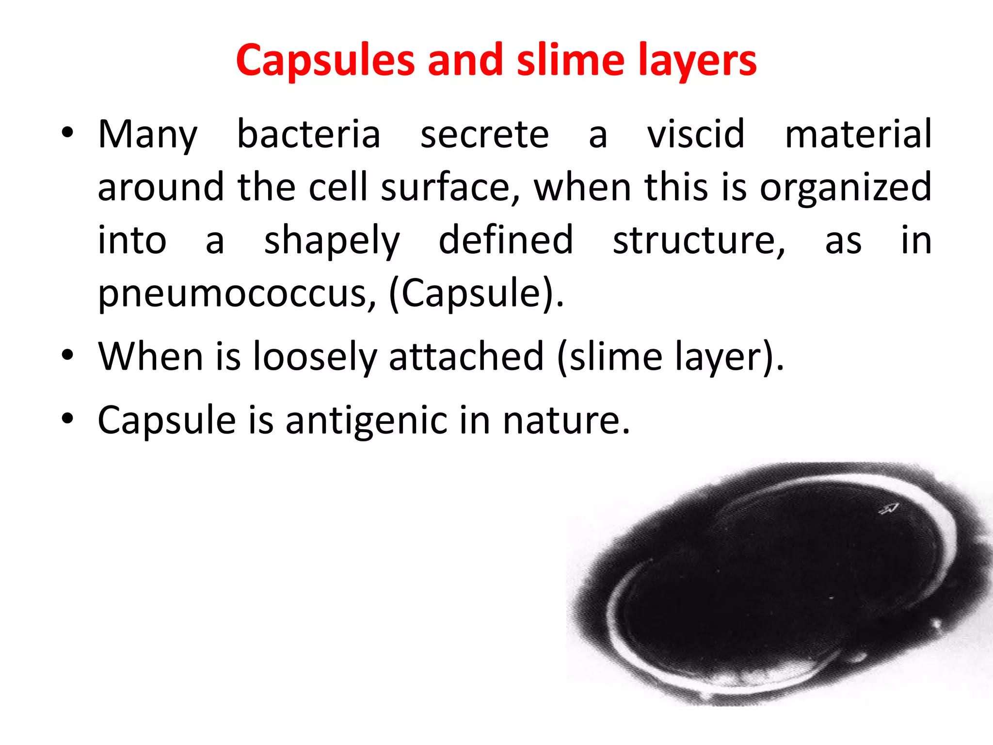 Introduction to Bacteriology, Morphology & staining | PPTX