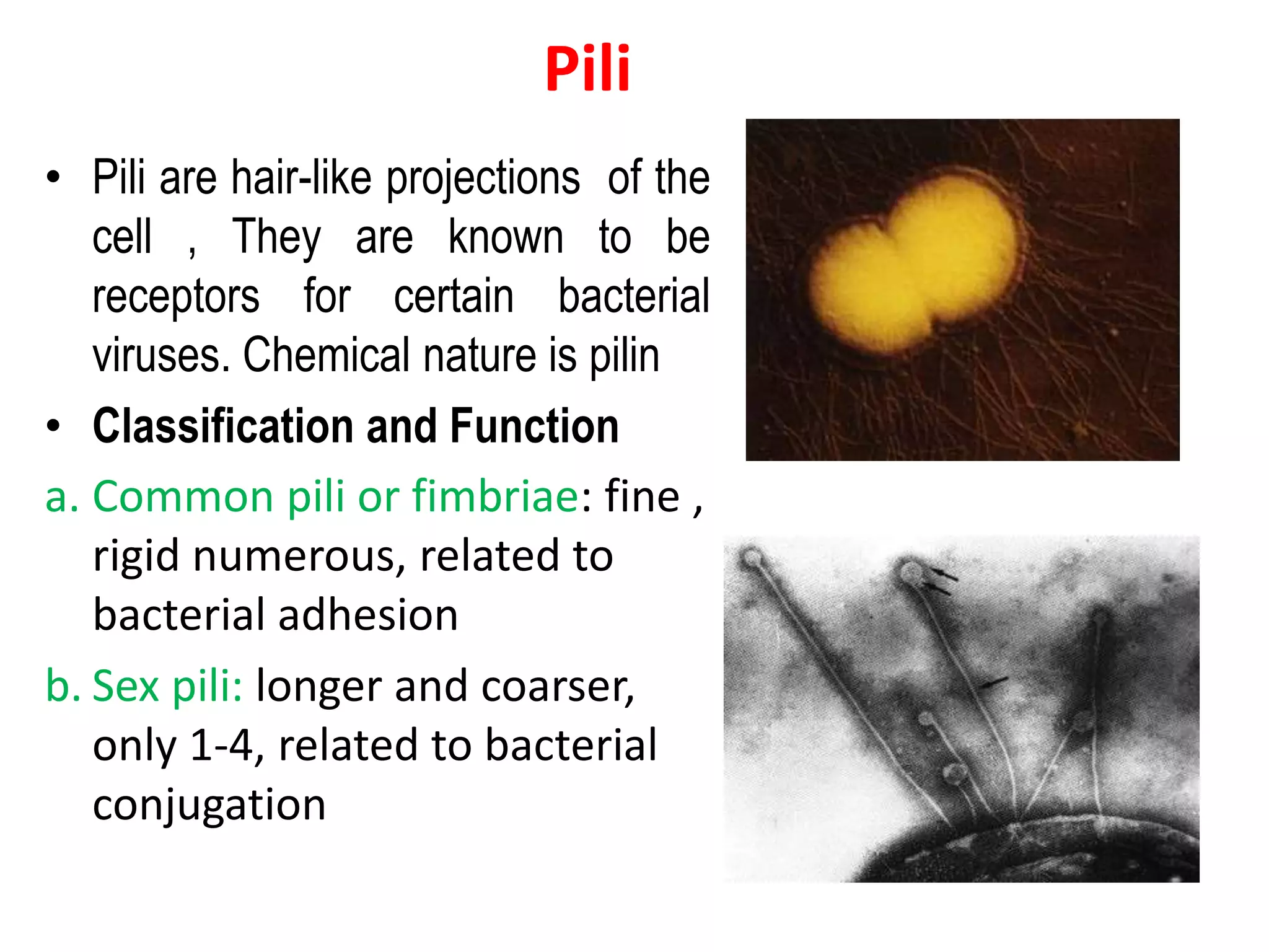 Introduction to Bacteriology, Morphology & staining | PPTX