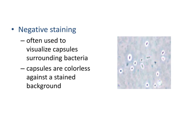 Introduction to Bacteriology, Morphology & staining | PPT