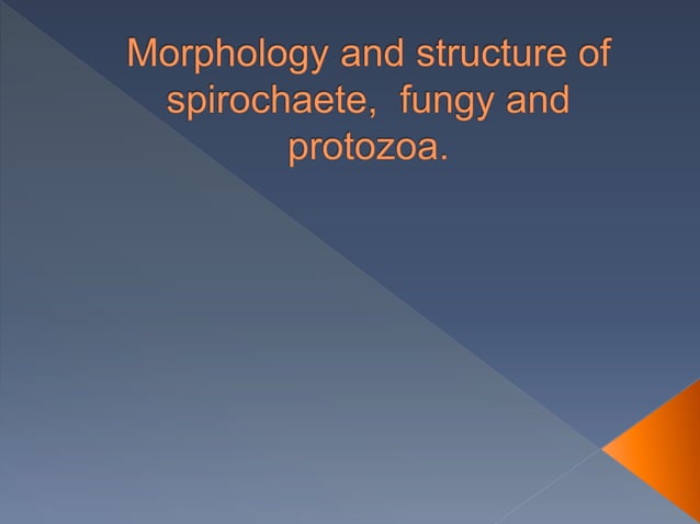 morphology & structure of spirochete, fungi & protozoa | PPT ...