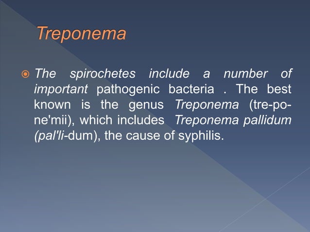 morphology & structure of spirochete, fungi & protozoa | PPT ...