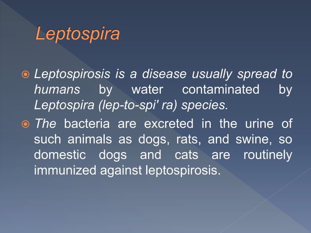 morphology & structure of spirochete, fungi & protozoa | PPT ...
