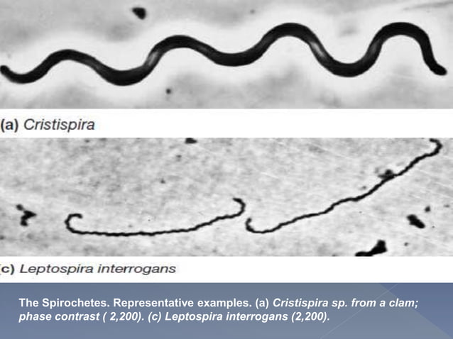 morphology & structure of spirochete, fungi & protozoa | PPT ...