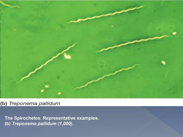 morphology & structure of spirochete, fungi & protozoa | PPT ...