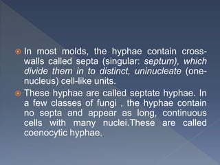 morphology & structure of spirochete, fungi & protozoa | PPT