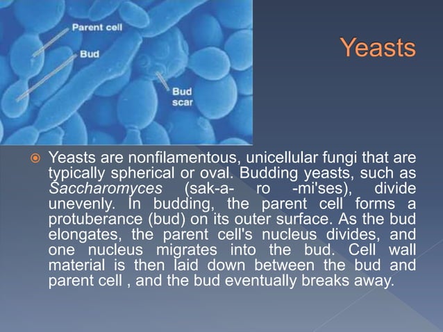 morphology & structure of spirochete, fungi & protozoa | PPT ...