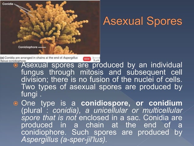 morphology & structure of spirochete, fungi & protozoa | PPT ...