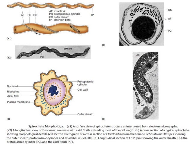 morphology & structure of spirochete, fungi & protozoa | PPT ...