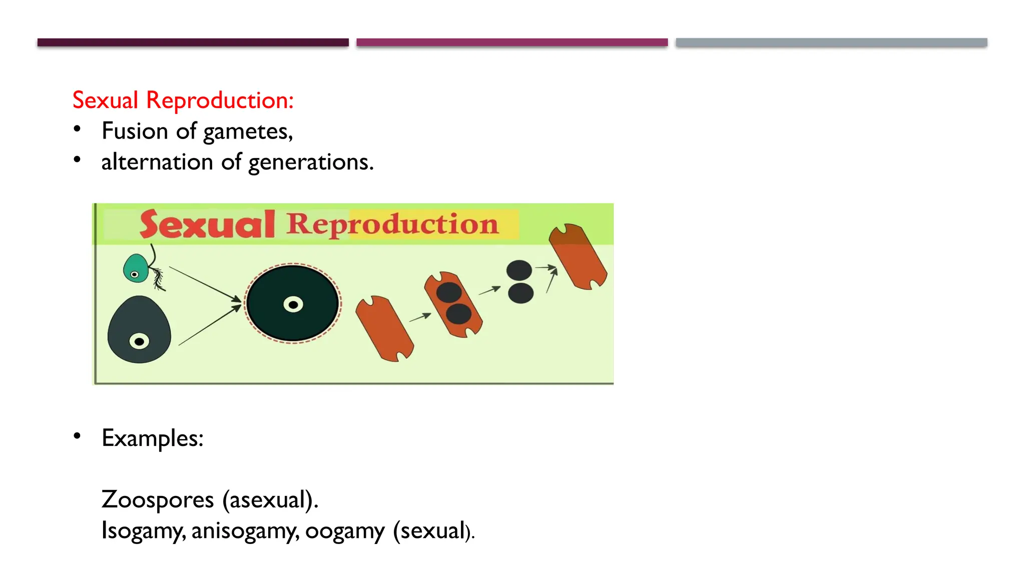 Morphology structure and function of algae.pptx