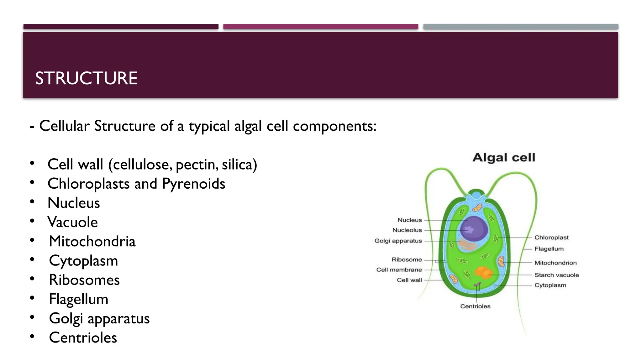 Morphology structure and function of algae.pptx