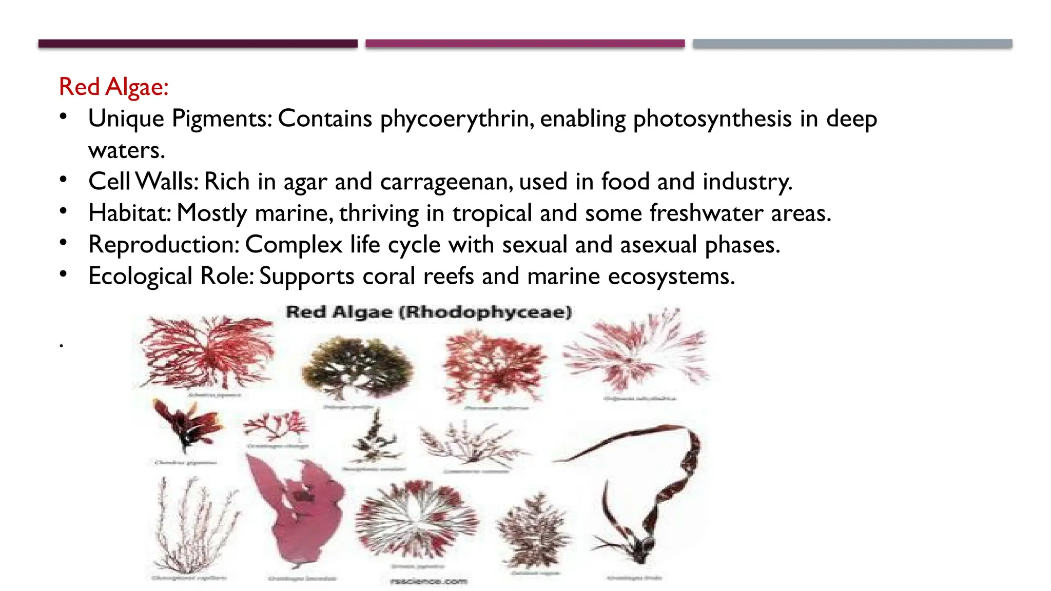 Morphology structure and function of algae.pptx