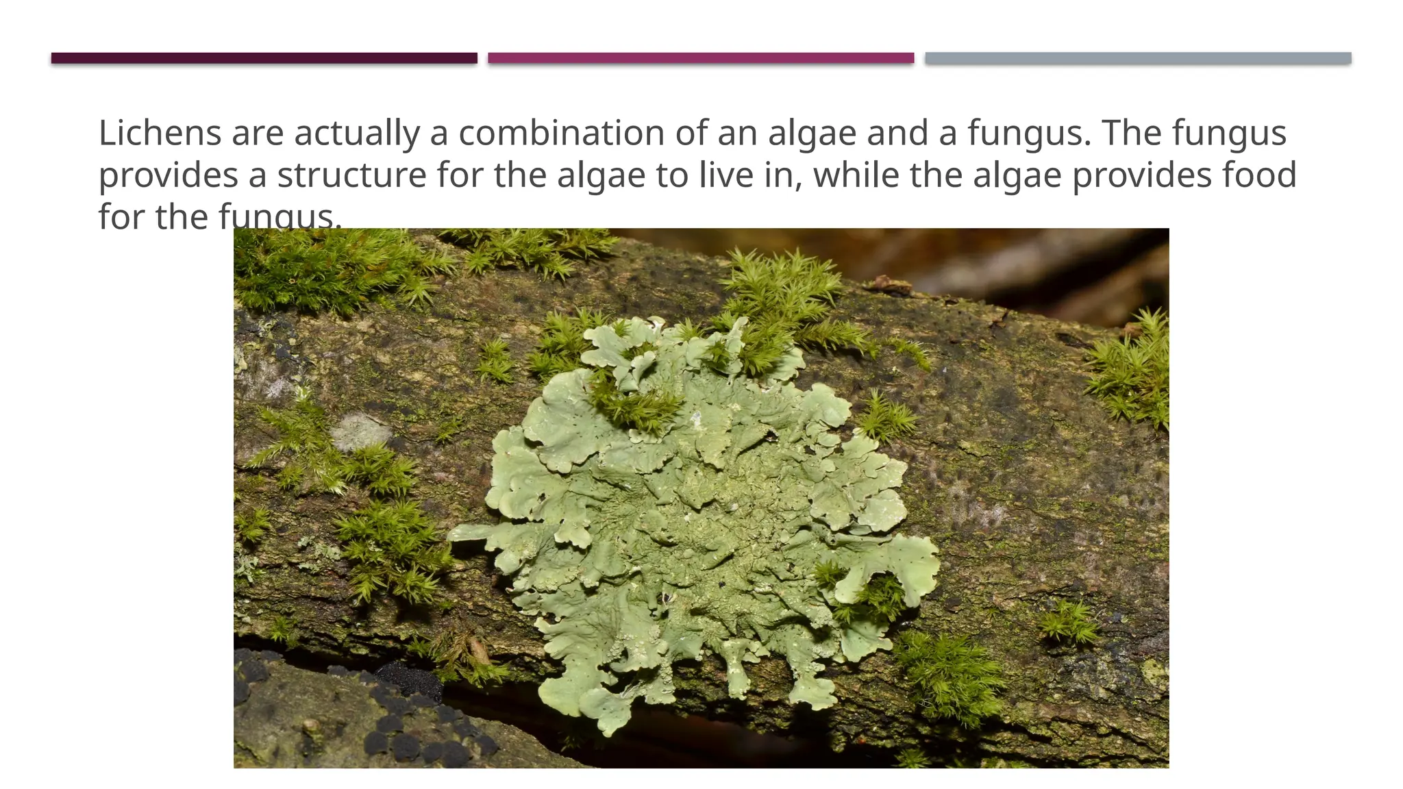 Morphology structure and function of algae.pptx