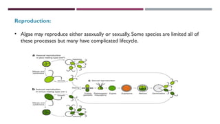 Morphology structure and function of algae.pptx