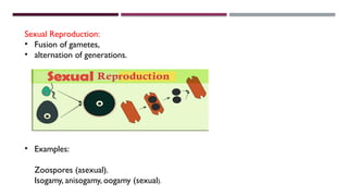 Morphology structure and function of algae.pptx
