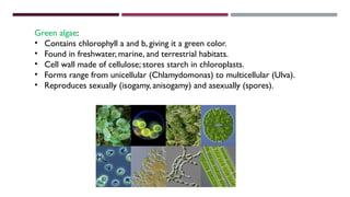 Morphology structure and function of algae.pptx