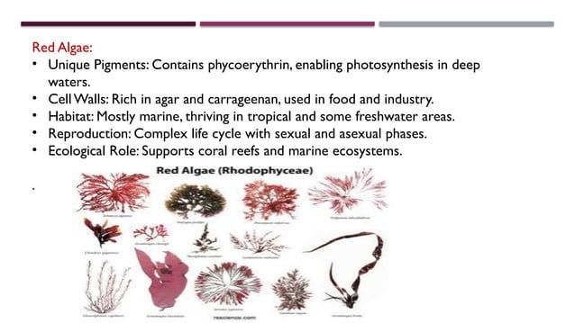 Morphology structure and function of algae.pptx