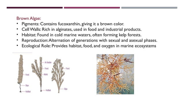 Morphology structure and function of algae.pptx