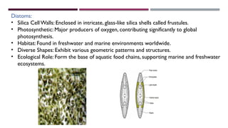 Morphology structure and function of algae.pptx