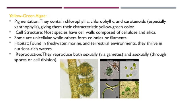 Morphology structure and function of algae.pptx
