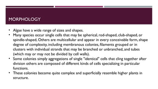 Morphology structure and function of algae.pptx