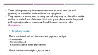 Morphology structure and function of algae.pptx