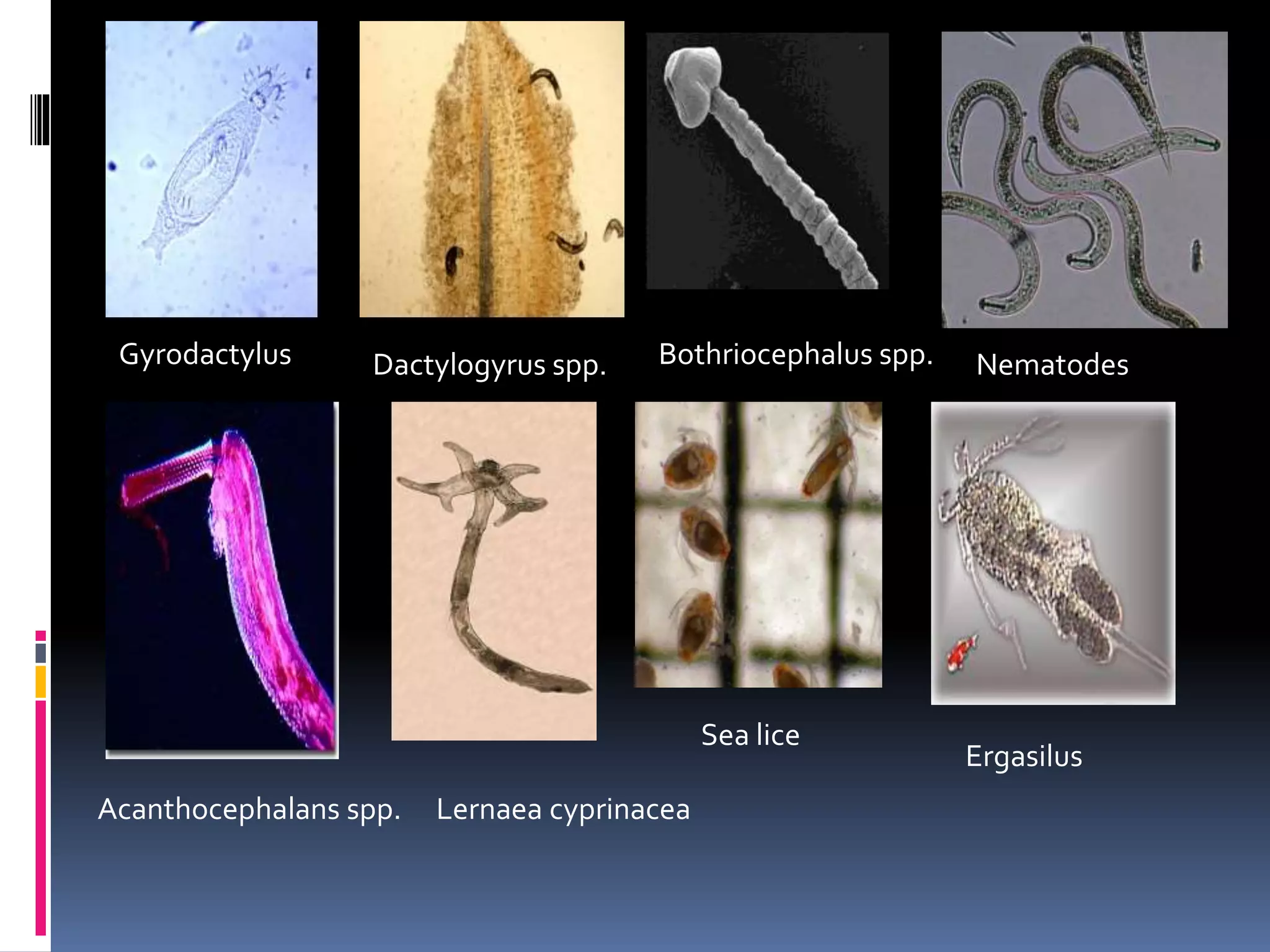 Morphology, taxonomy and life cycle of parasites | PPTX