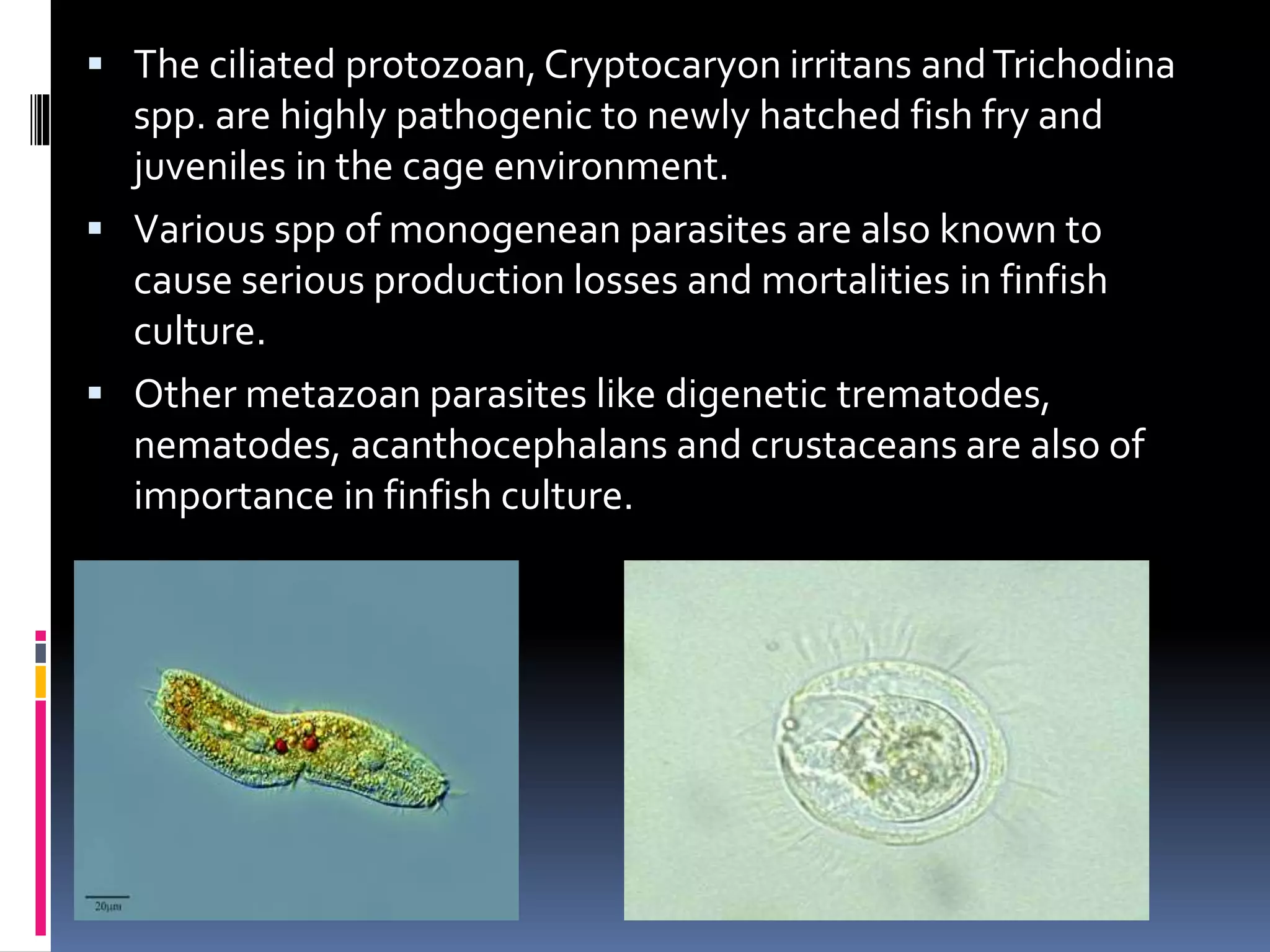 Morphology, taxonomy and life cycle of parasites | PPTX