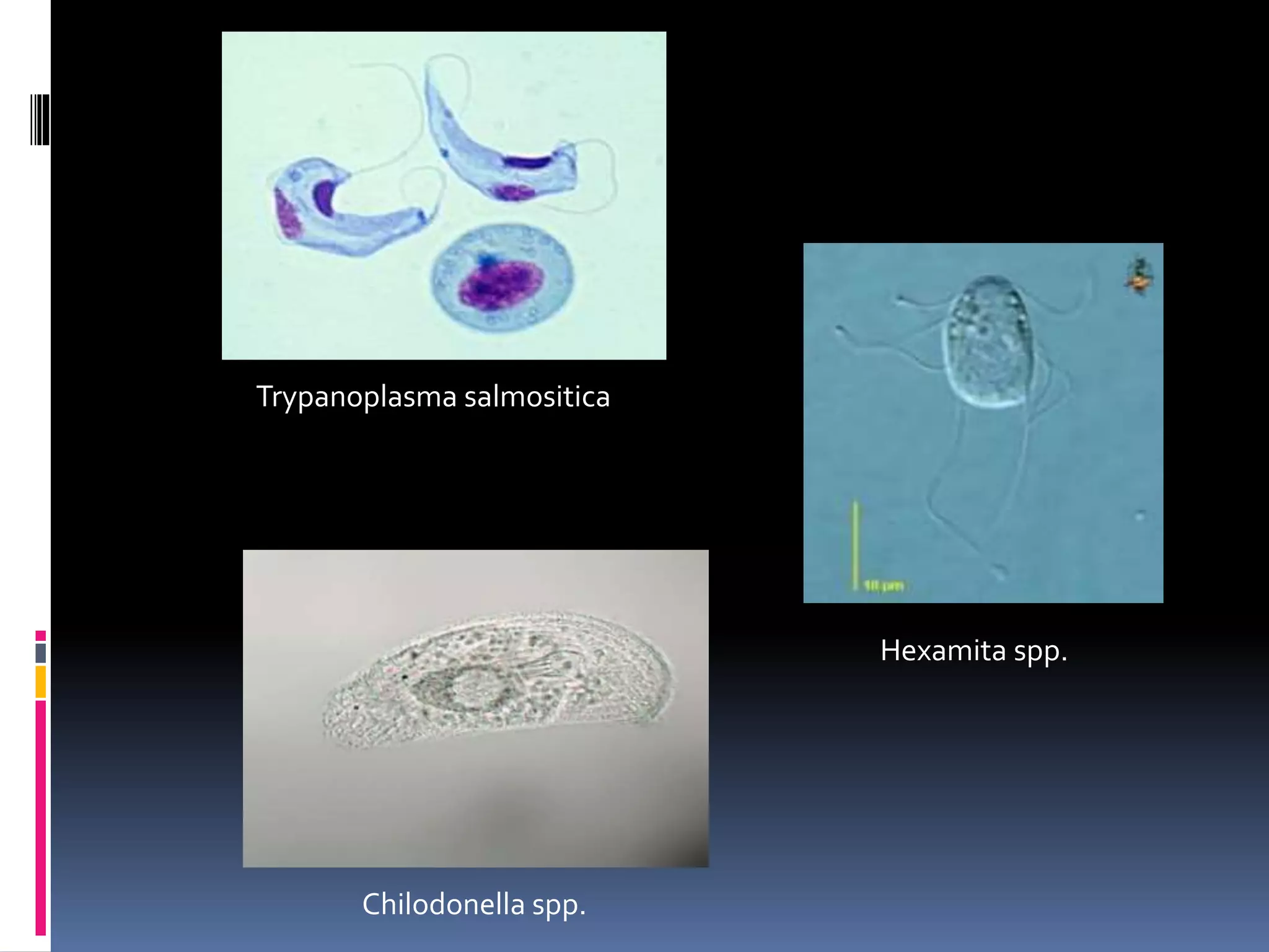 Morphology, taxonomy and life cycle of parasites | PPTX