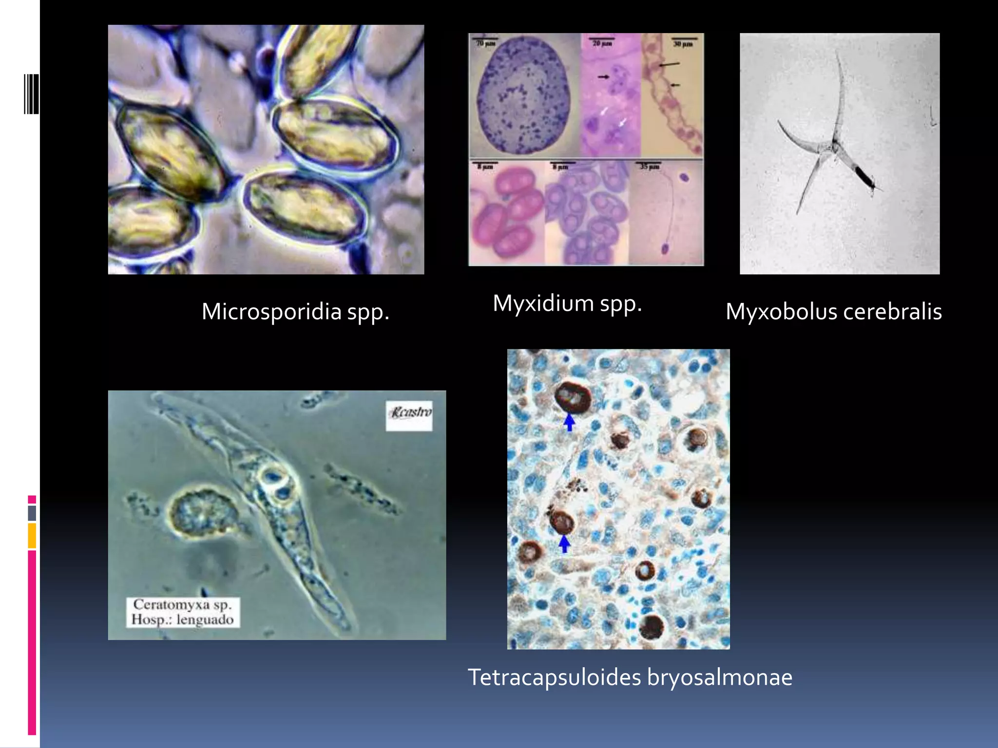 Morphology, taxonomy and life cycle of parasites | PPTX