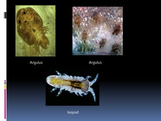 Morphology, taxonomy and life cycle of parasites | PPTX